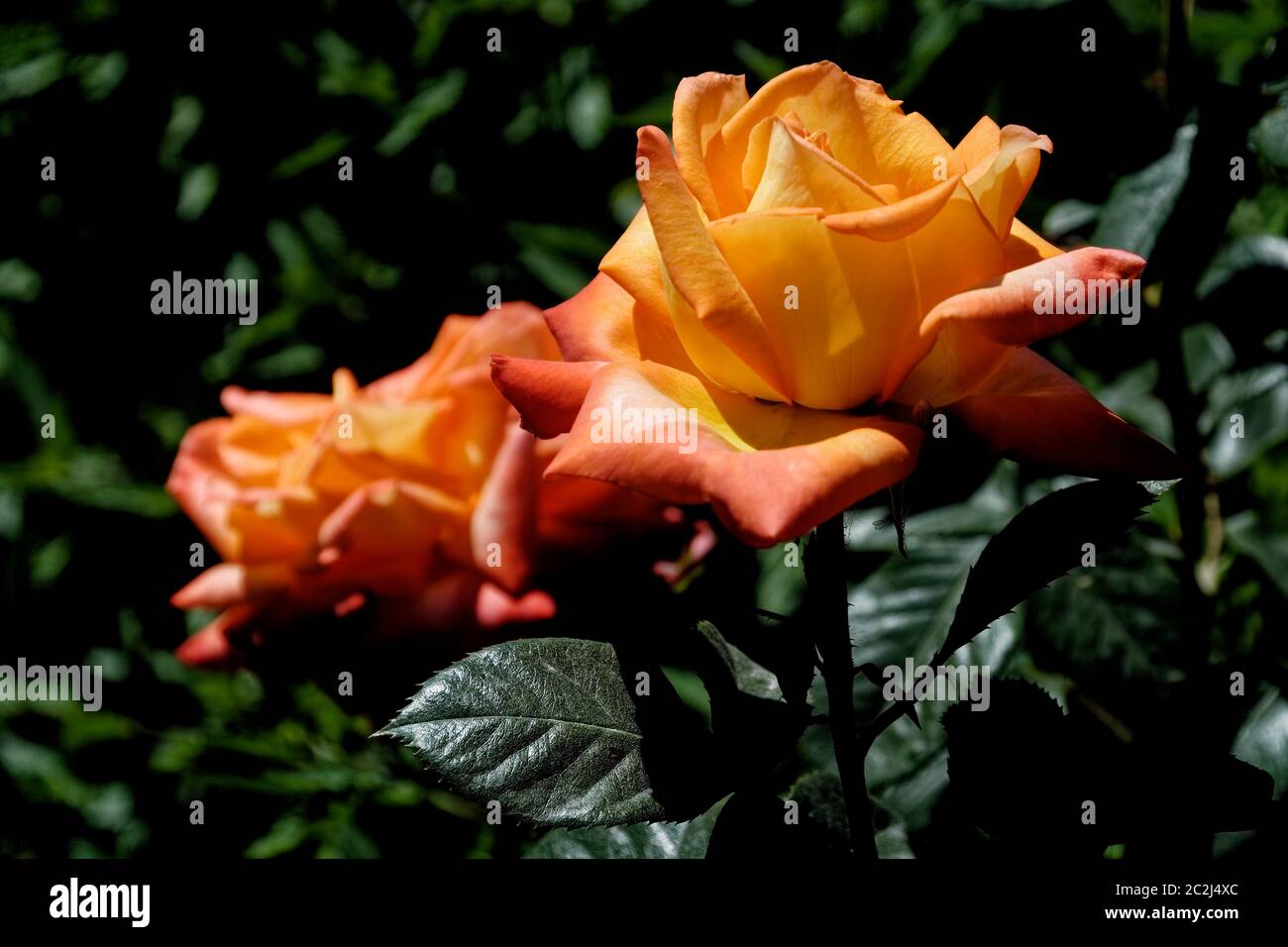 Rose and nature as hi-res stock photography and images - Alamy