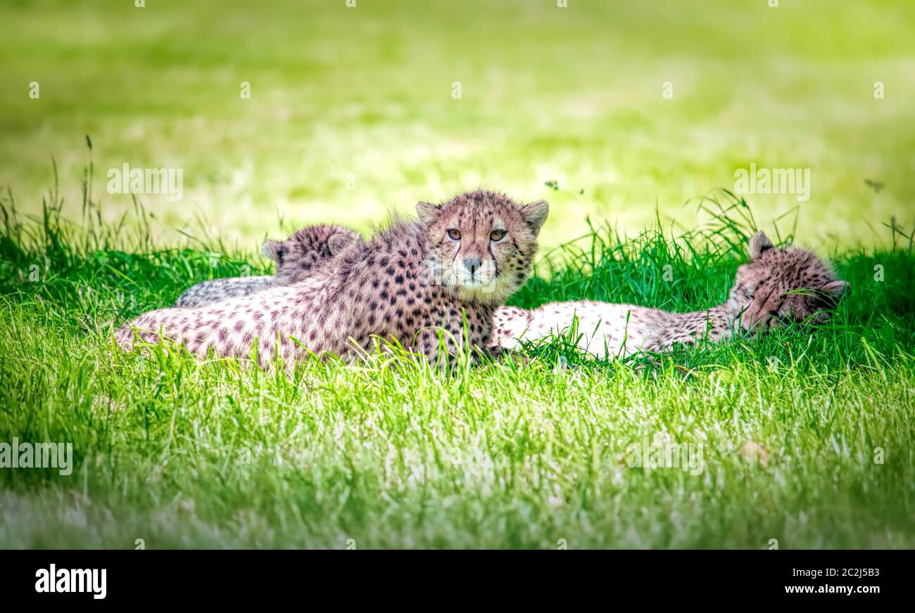 Cheetah group hi-res stock photography and images - Alamy