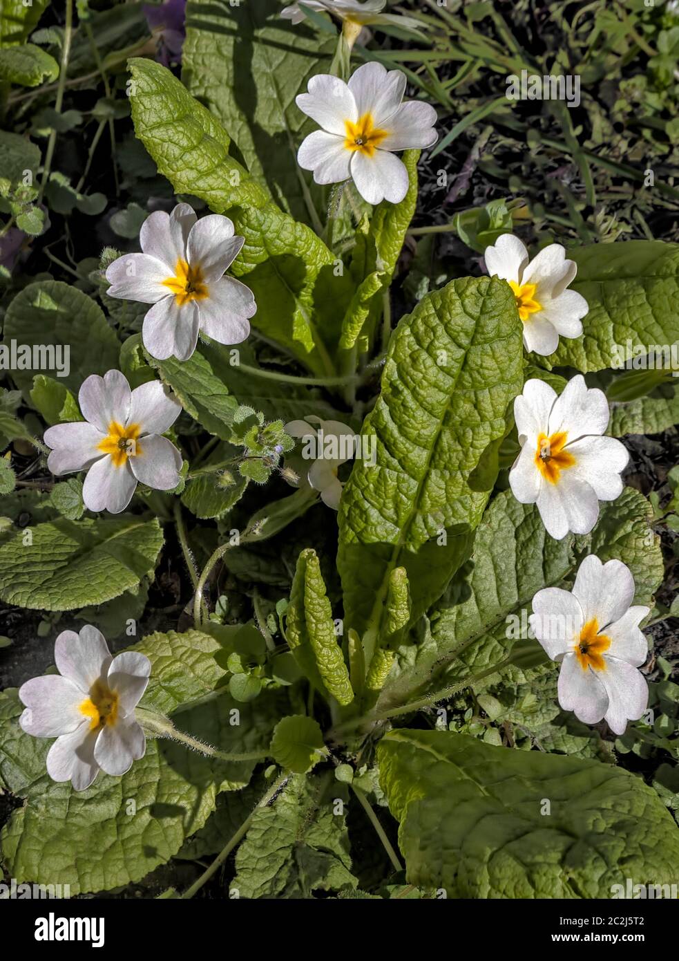 Common primrose / English primrose (Primula vulgaris Stock Photo - Alamy