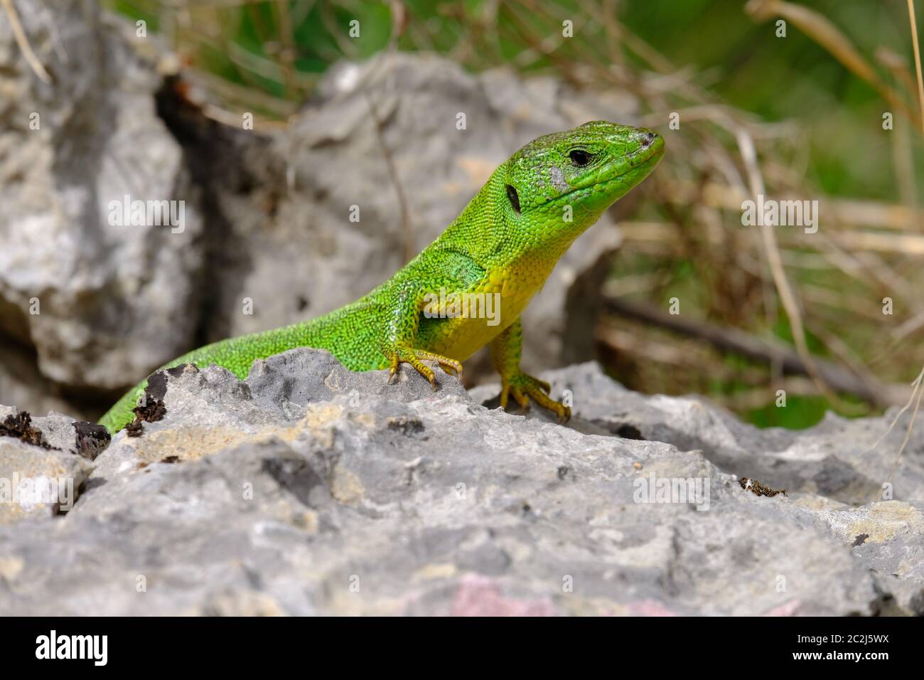 Emerald lizard hi-res stock photography and images - Alamy
