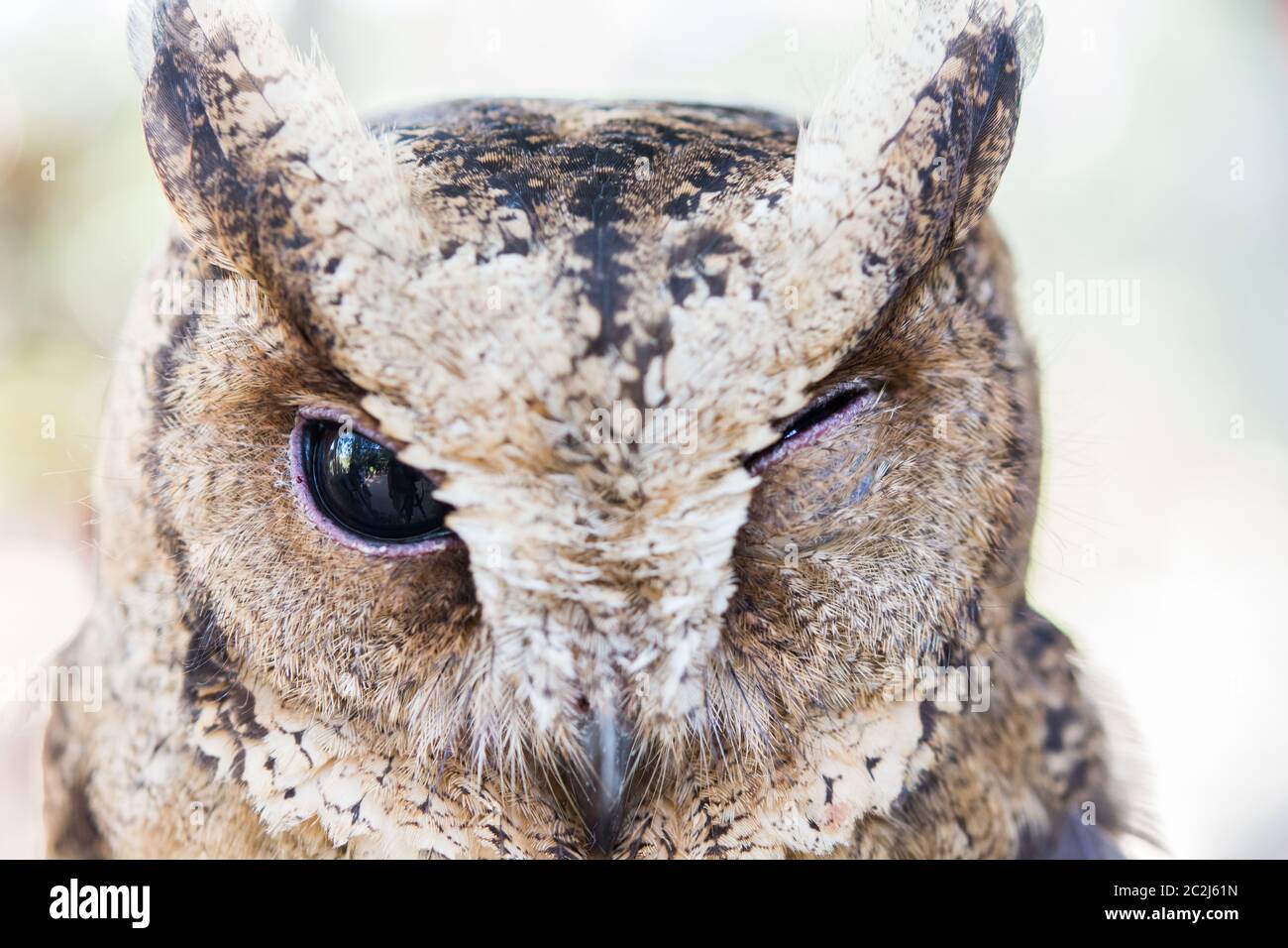 Owl Wink High Resolution Stock Photography and Images - Alamy