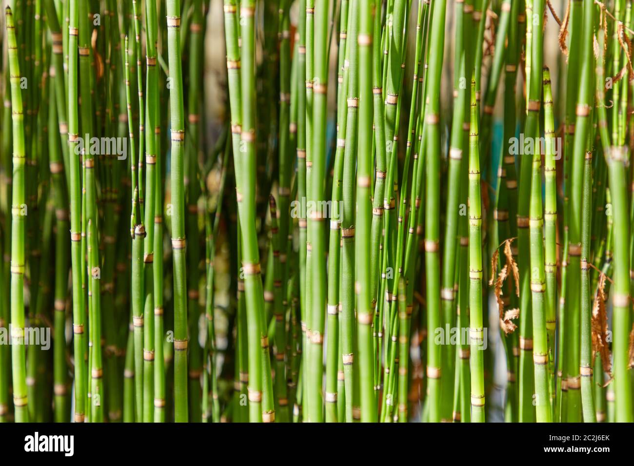 Horsetail plant green fern hi-res stock photography and images - Alamy