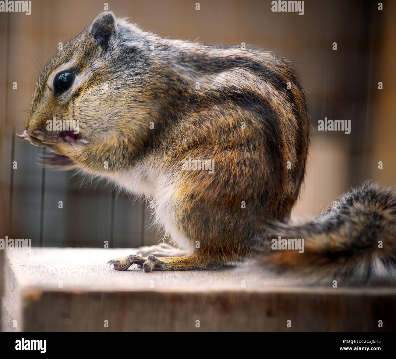 Cute little striped chipmunk eating Stock Photo - Alamy