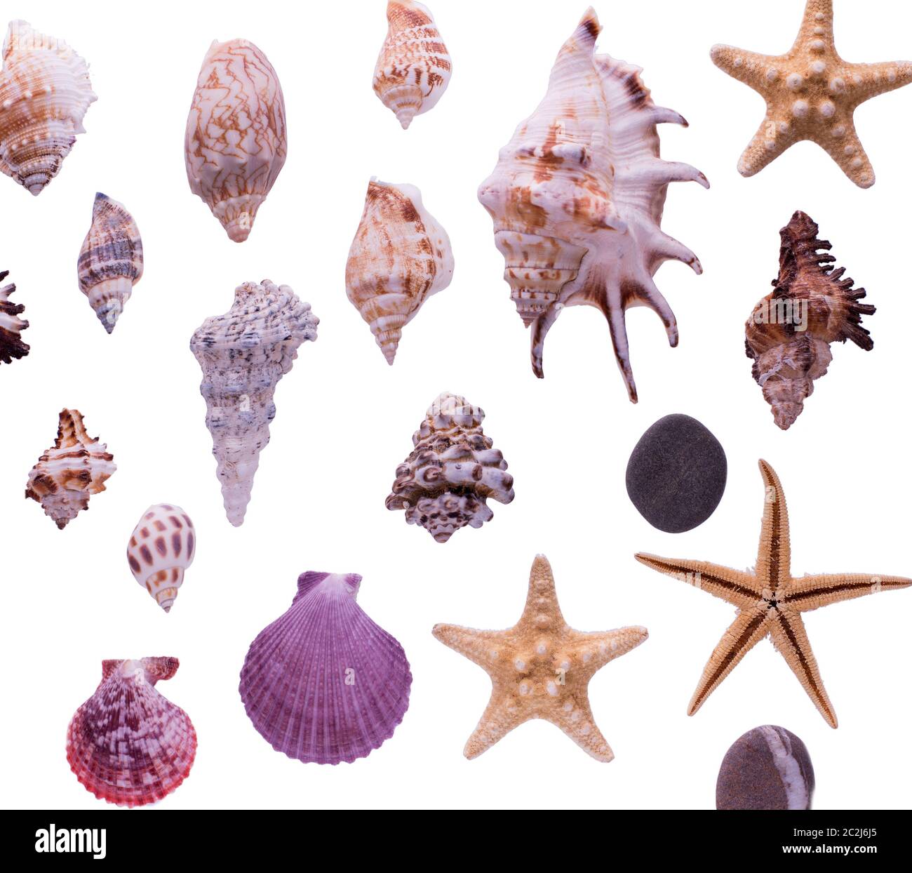 Collection of seashells isolated on white background. Top view marine ...