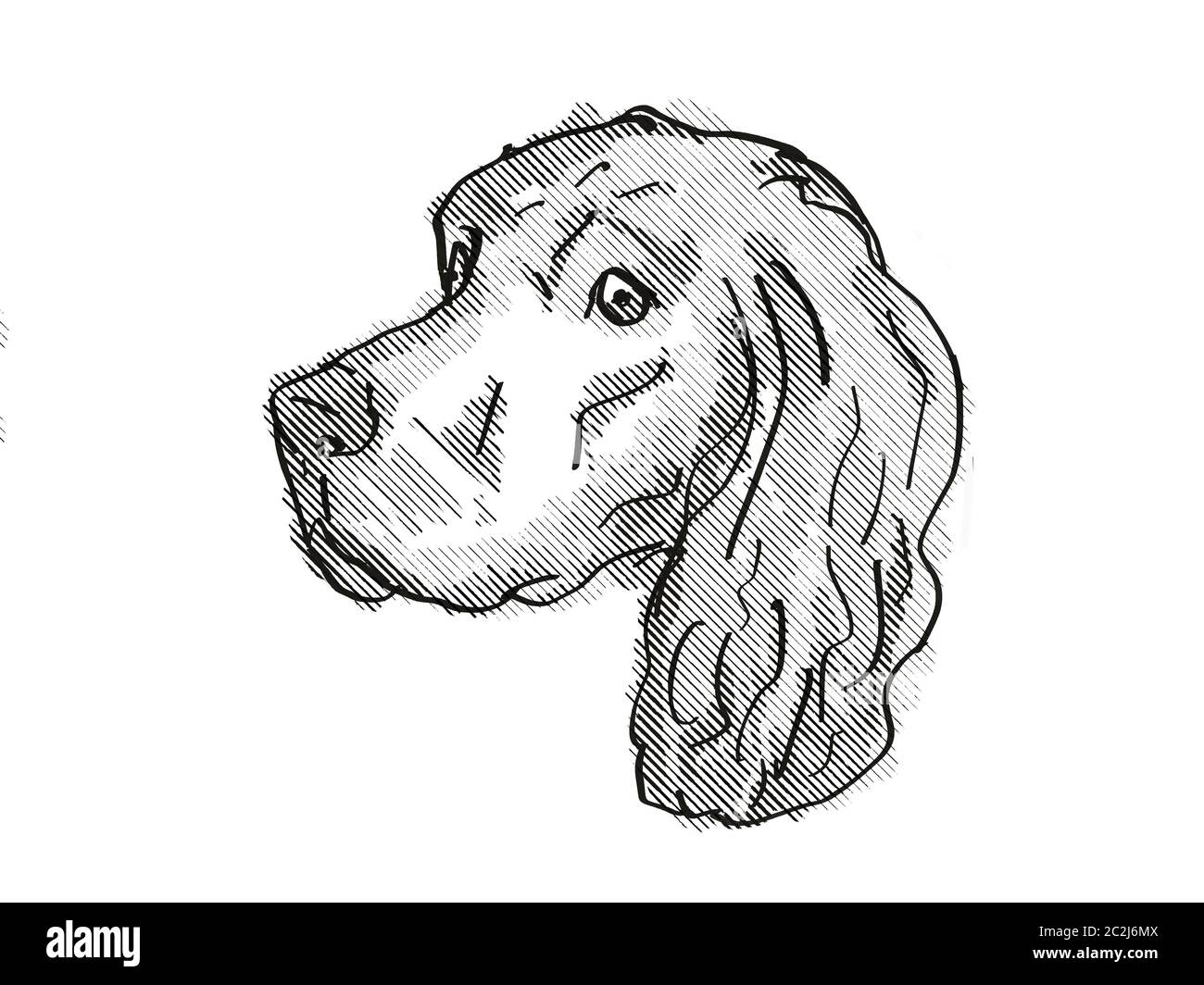 Retro cartoon style drawing of head of a Gordon Setter, a domestic dog ...
