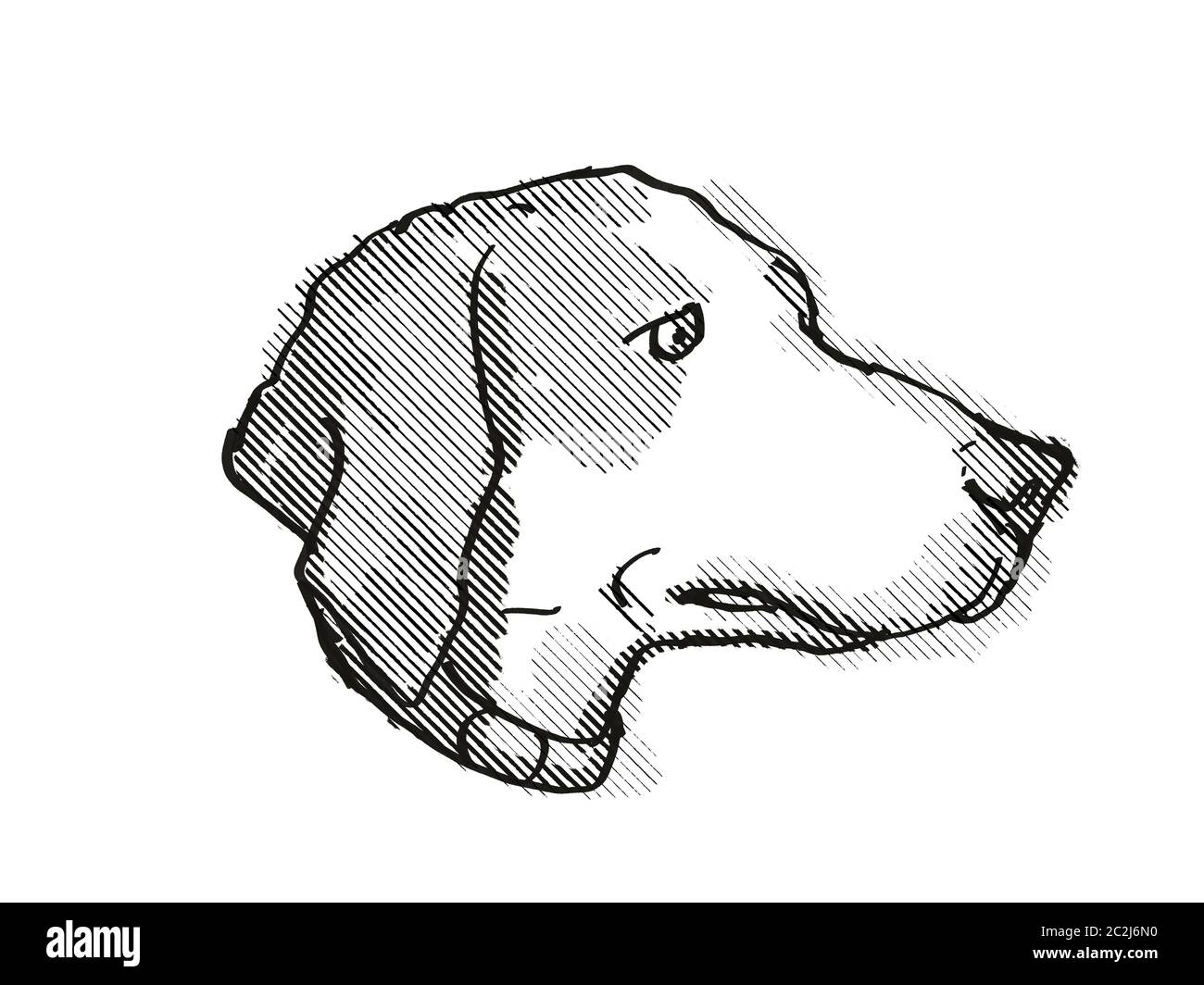 Retro cartoon style drawing of head of a Harrier Dog, a domestic canine ...