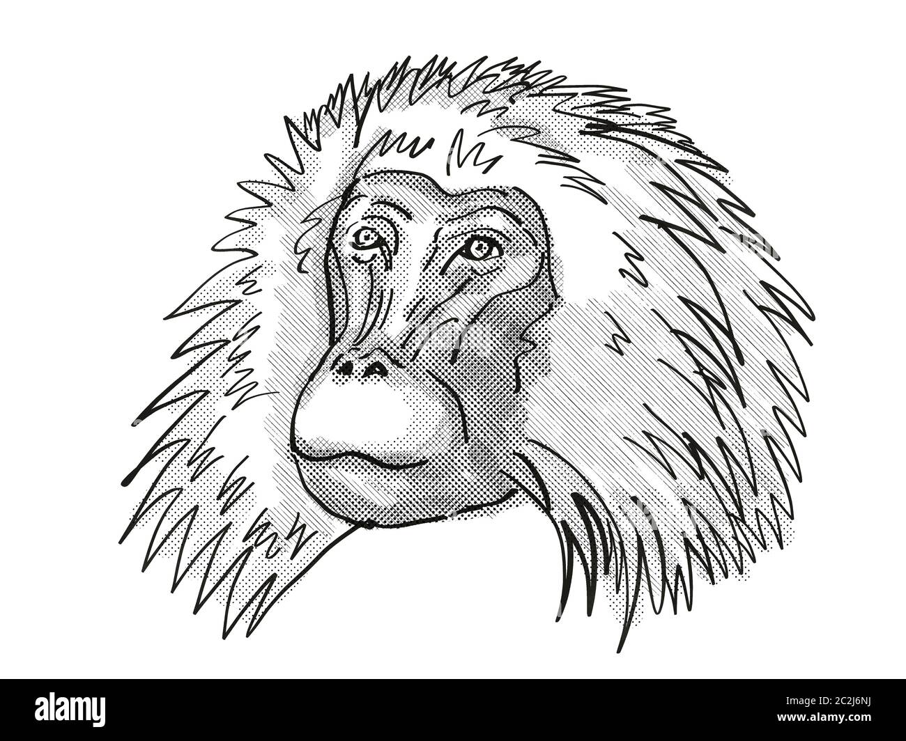 Retro cartoon style drawing head of a shaggy male Gelada, a monkey ...