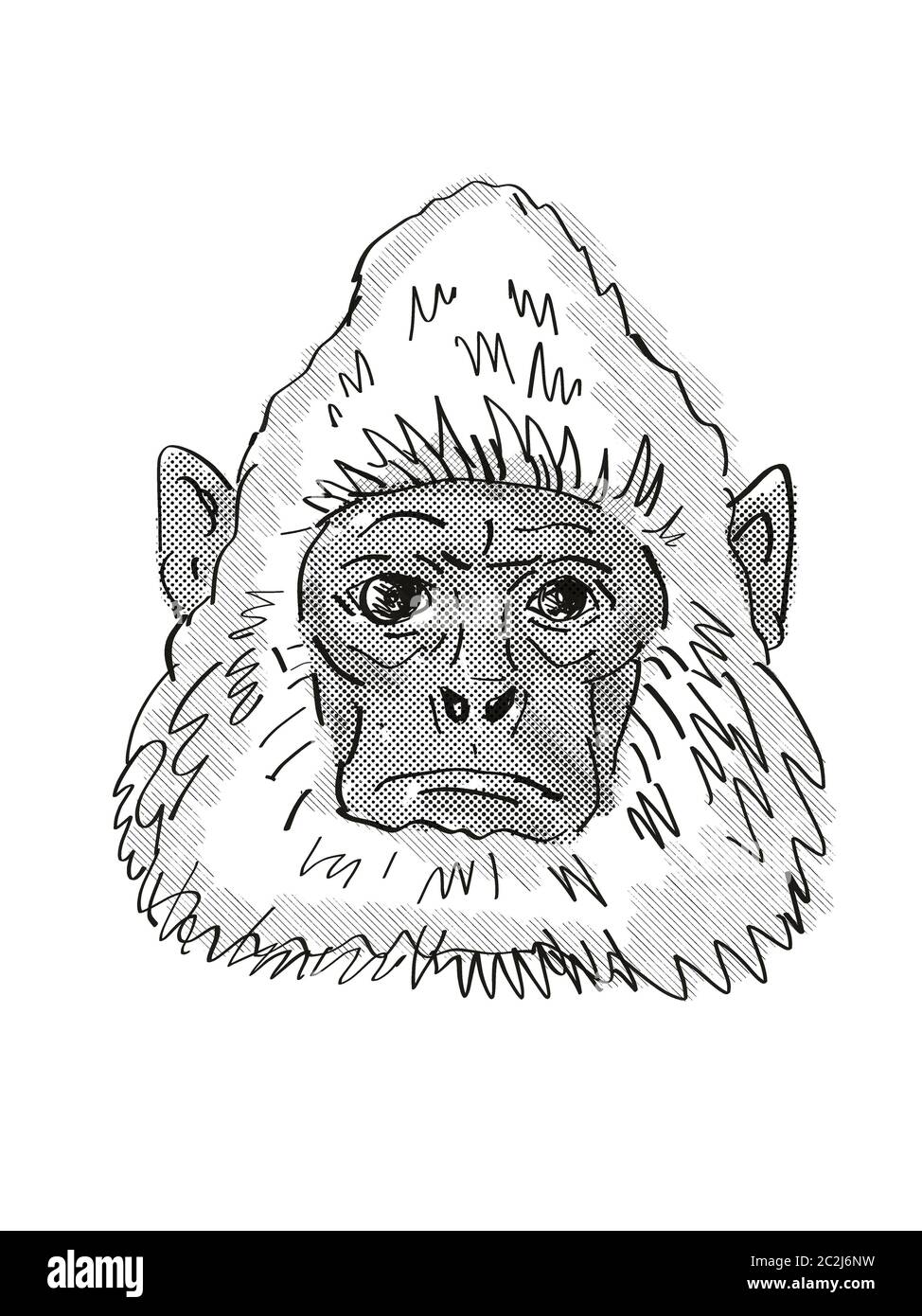 Retro cartoon style drawing head of a Sri Lankan Gray Langur, a monkey ...