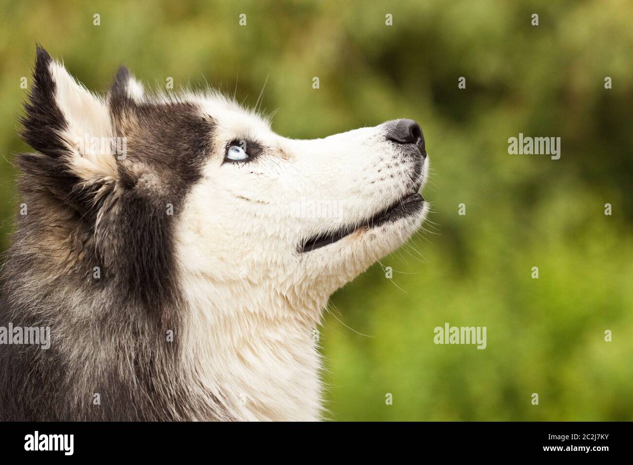Husky, Siberian Husky Stock Photo - Alamy