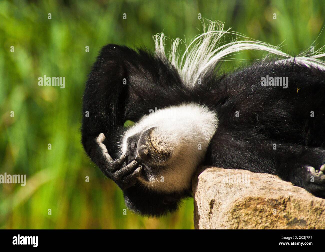 mantled guereza (Colobus guereza Stock Photo - Alamy