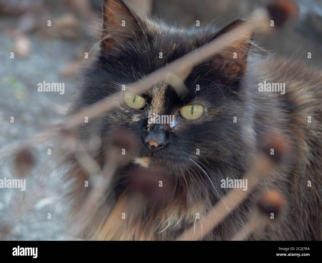 Grey cat looking food standing hi-res stock photography and images - Alamy