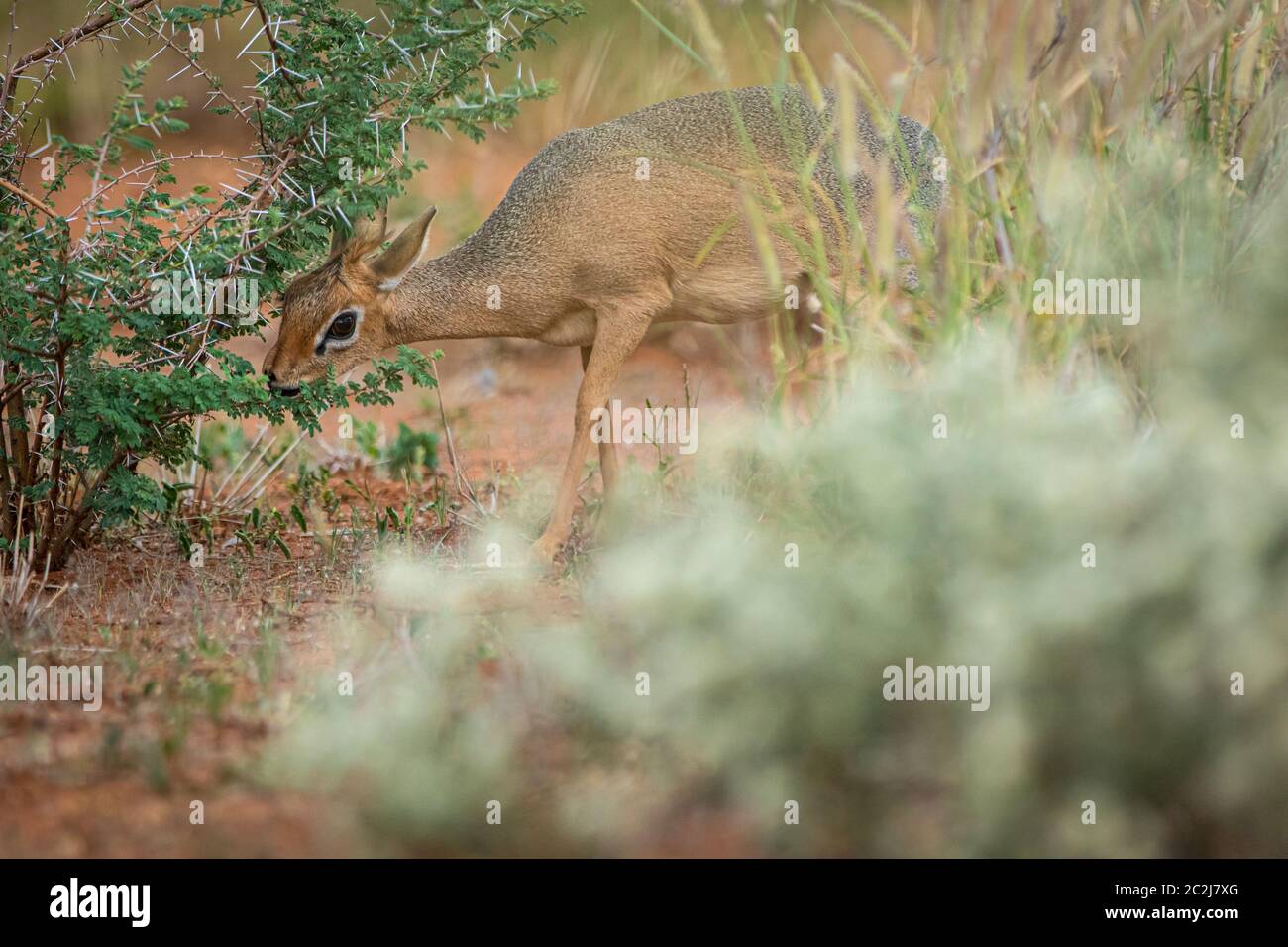 Kirk's dik-dik (Madoqua kirkii) in Namibia Stock Photo - Alamy