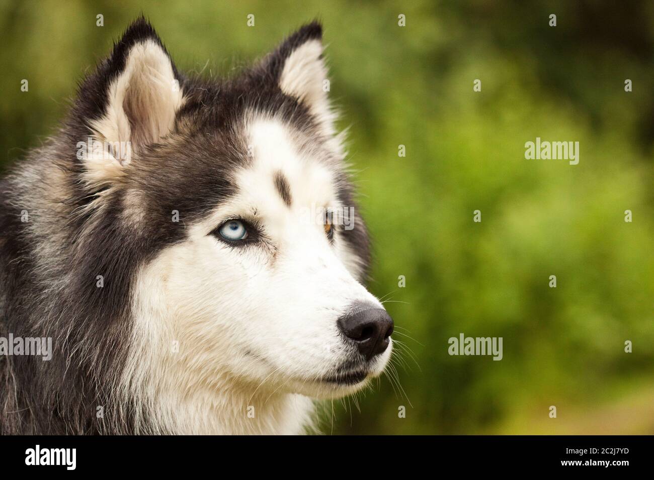 Husky, Siberian Husky Stock Photo - Alamy