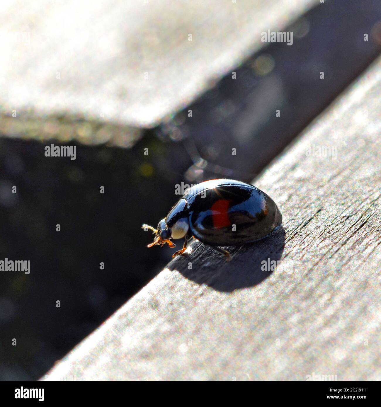 black ladybug in the sun Stock Photo - Alamy