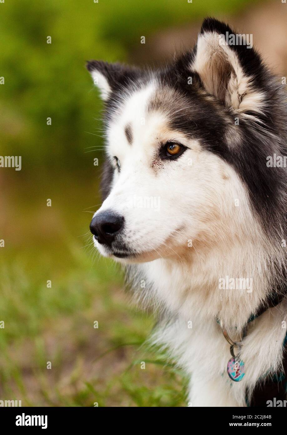 Husky, Siberian Husky Stock Photo - Alamy