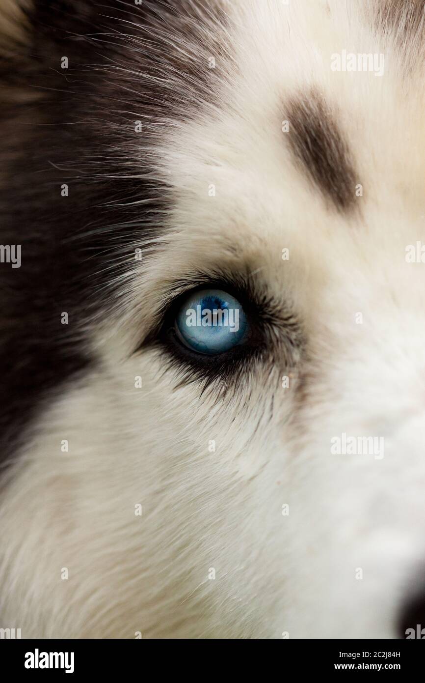 Husky, Siberian Husky Stock Photo - Alamy