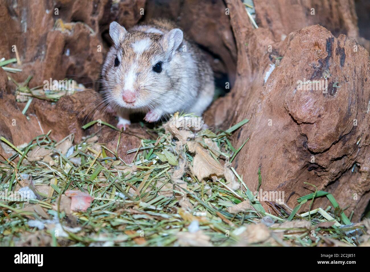 Mongolian gerbils (Meriones Stock Photo - Alamy