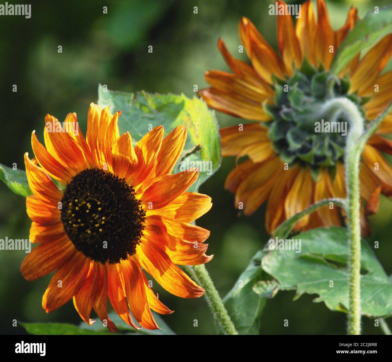 Helianthus annuus earth walker hi-res stock photography and images - Alamy