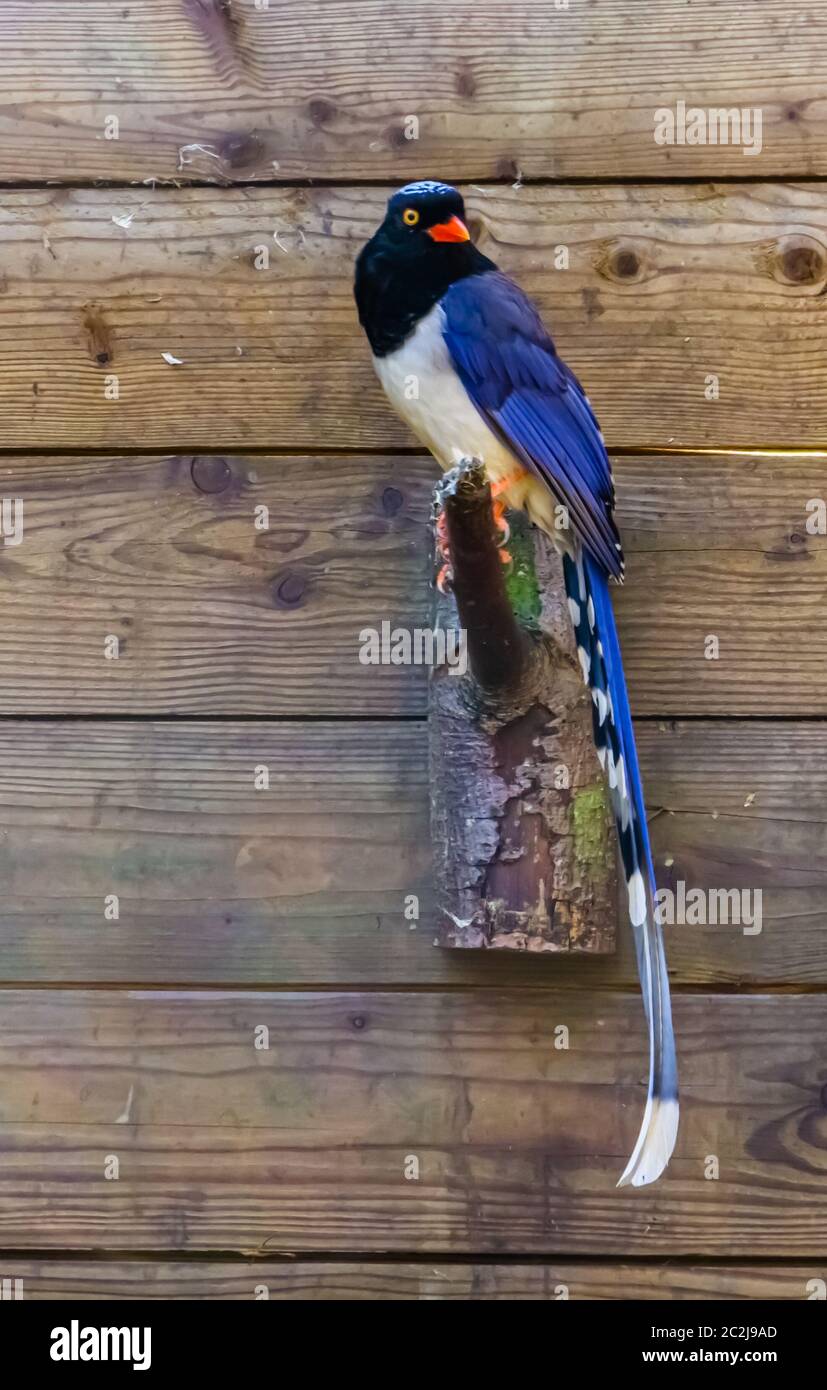 closeup of a red billed blue magpie, tropical bird specie form the ...