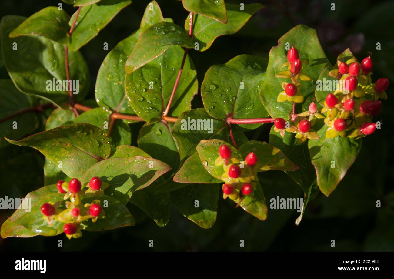 Hypericum berries hi-res stock photography and images - Alamy