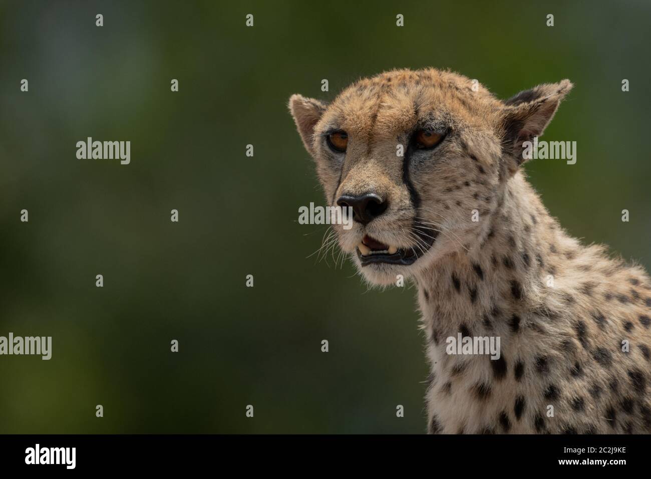 Close-up of female cheetah sitting looking left Stock Photo - Alamy