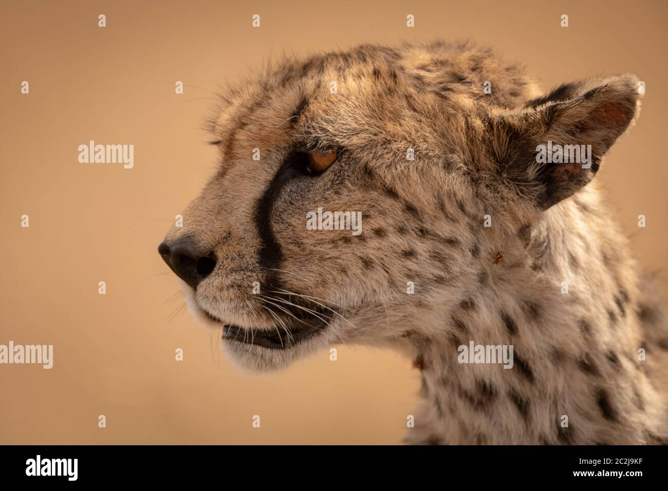 Close-up of female cheetah staring left intently Stock Photo - Alamy