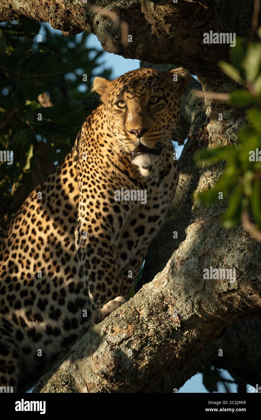 Close-up of female leopard climbing leafy tree Stock Photo - Alamy