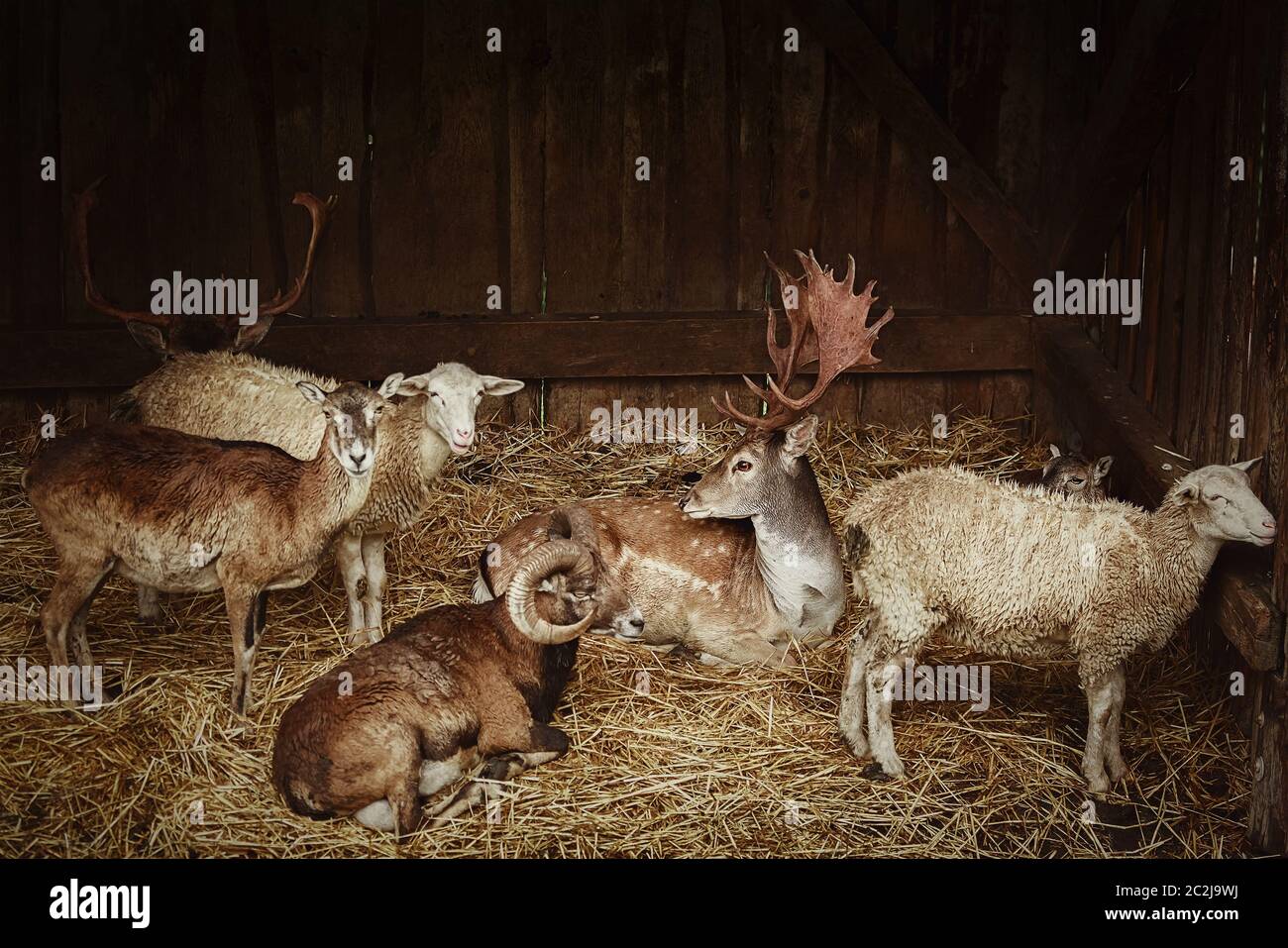 Sheep resting in barn hi-res stock photography and images - Alamy