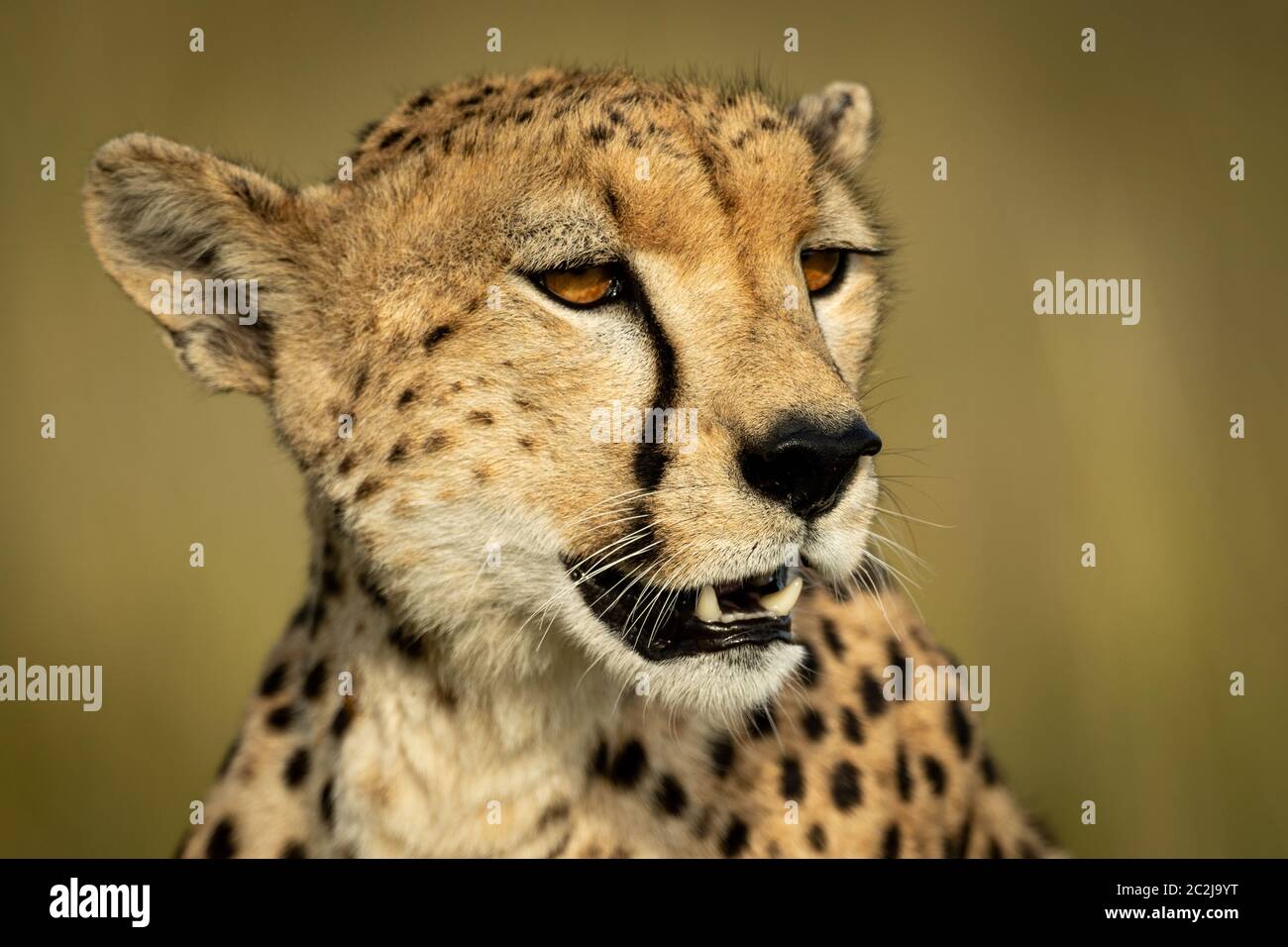 Close-up of head of cheetah looking right Stock Photo - Alamy