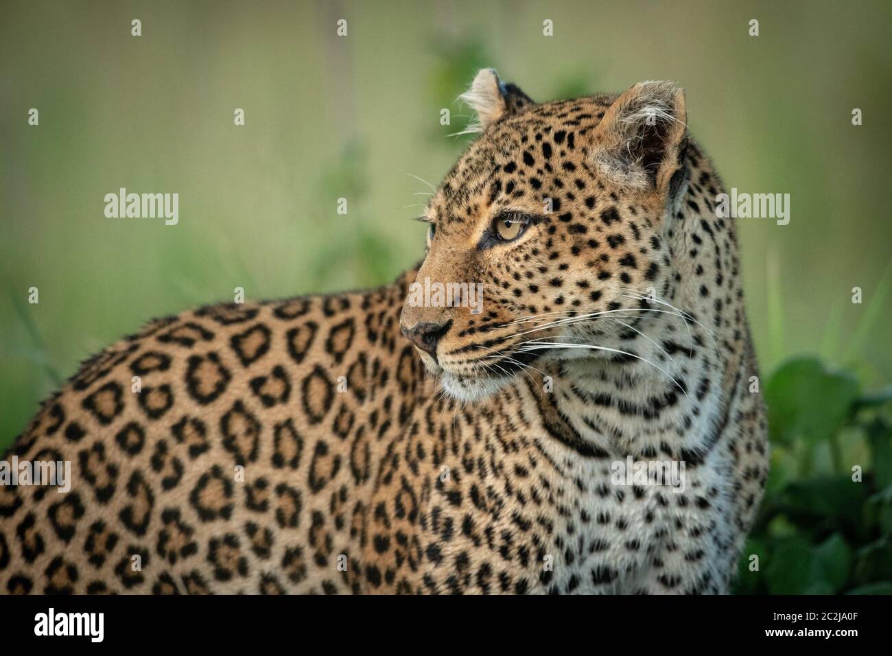 Close-up of leopard by bush turning head Stock Photo - Alamy
