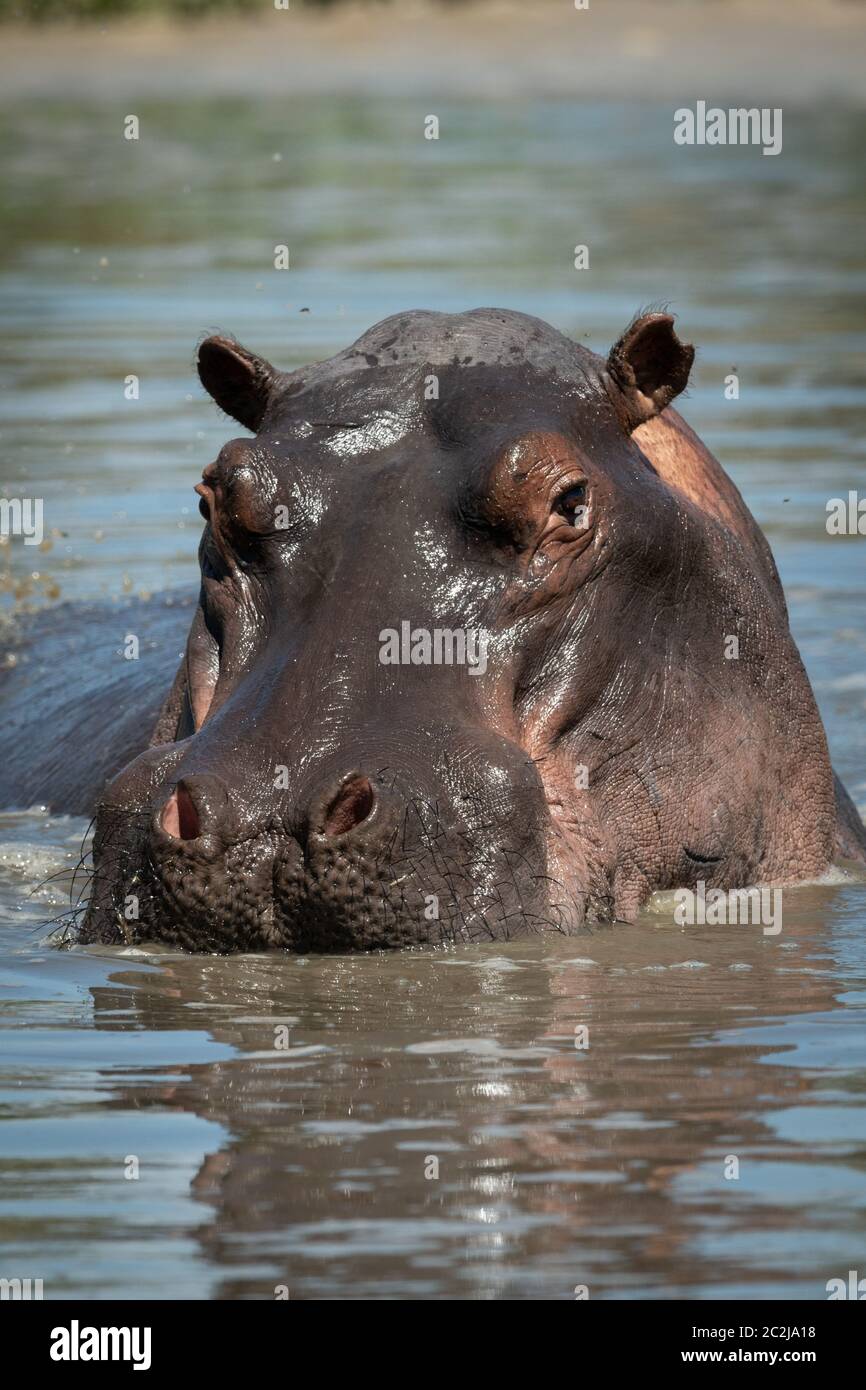 Close-up of hippo facing camera in river Stock Photo - Alamy