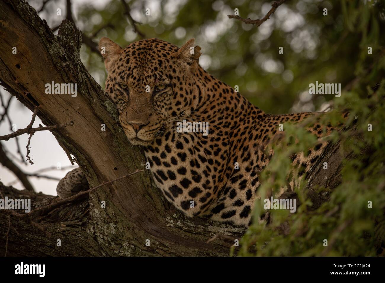 Leopard in tree looking down hi-res stock photography and images - Alamy