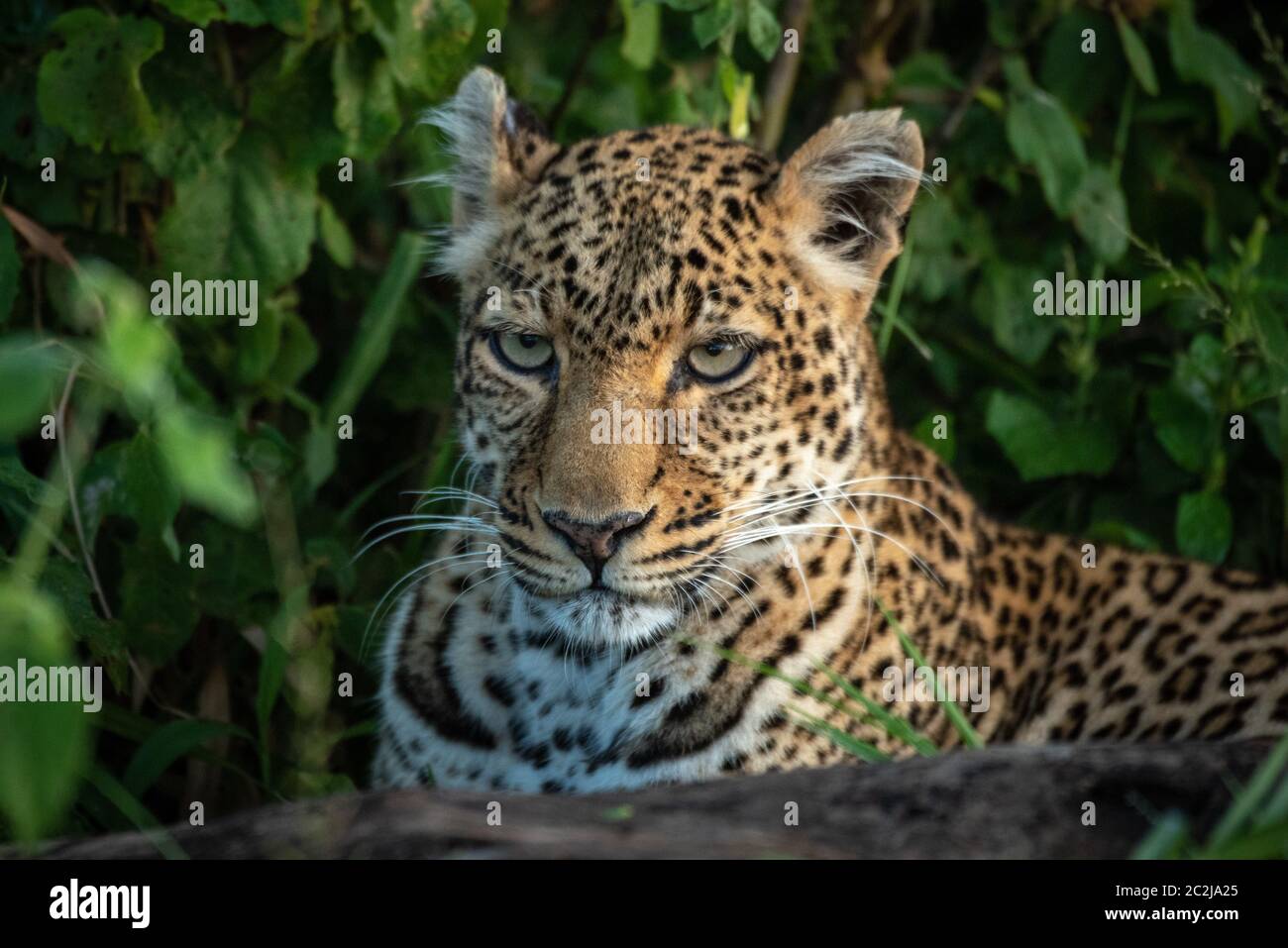 Leopard lying down hi-res stock photography and images - Alamy
