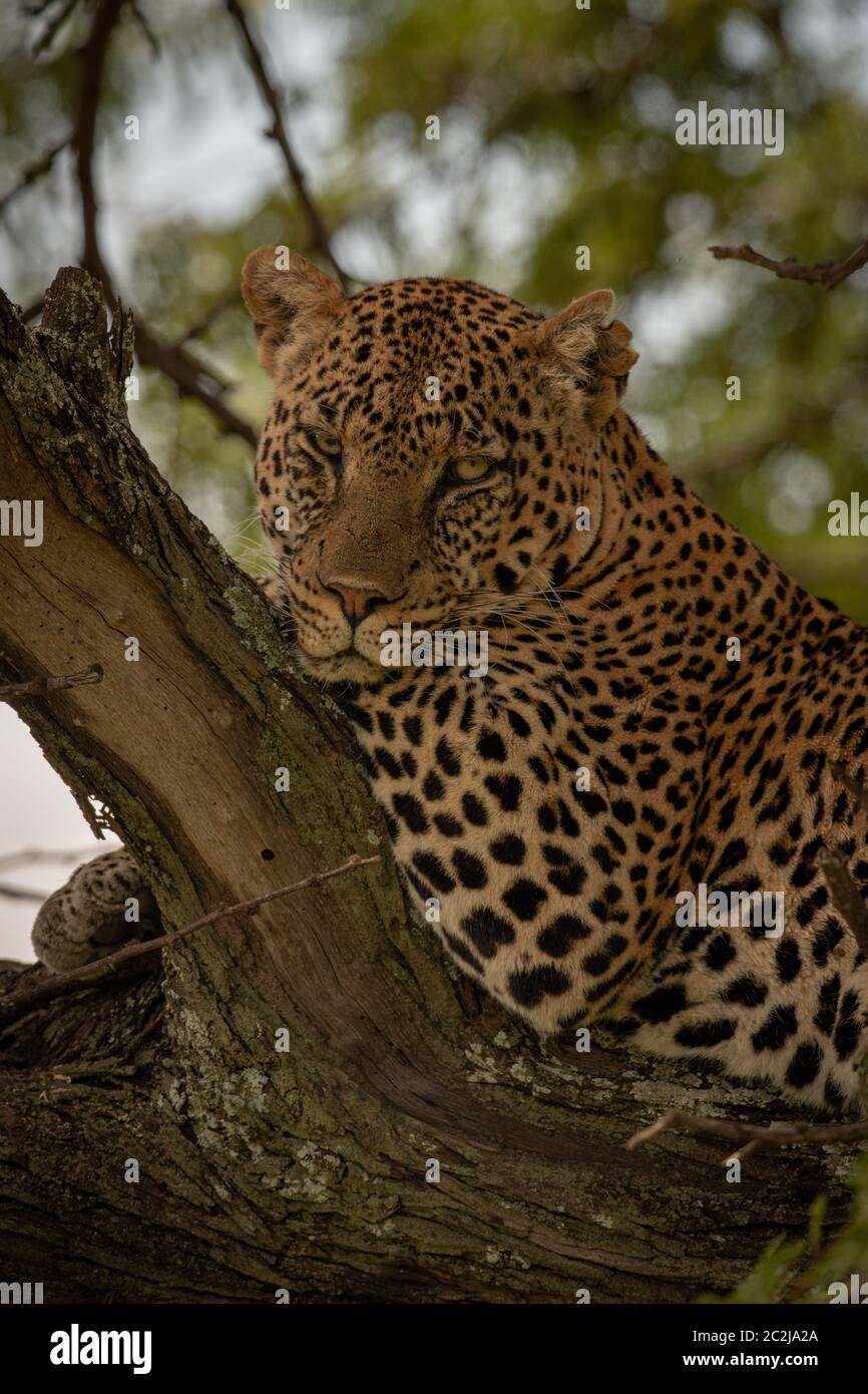 Close-up of leopard on branch looking down Stock Photo - Alamy