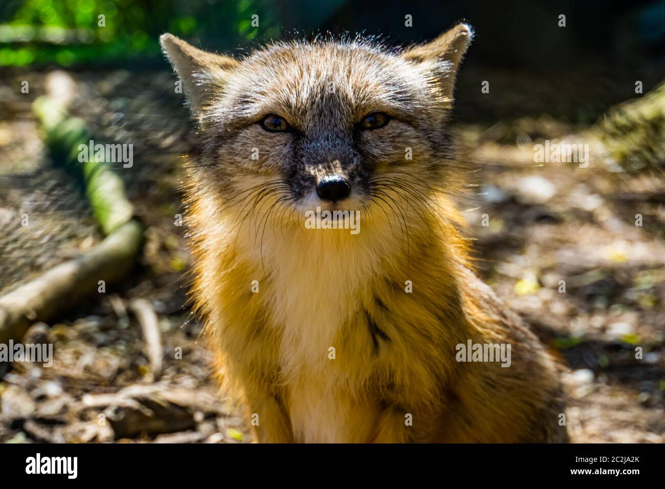Species of asian fox hi-res stock photography and images - Alamy