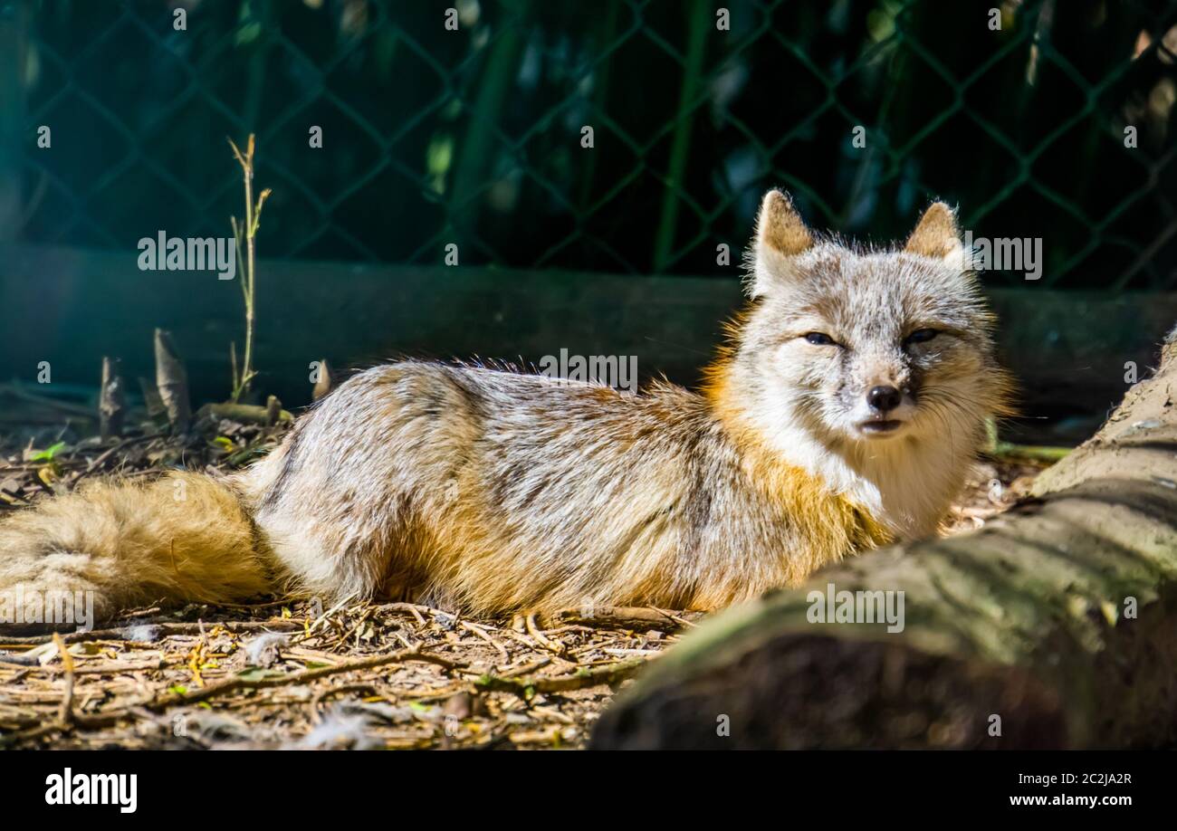Species Of Asian Foxes High Resolution Stock Photography and Images - Alamy