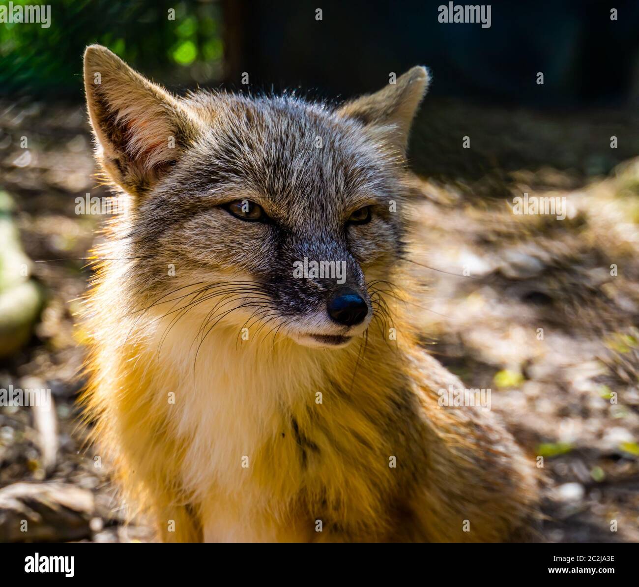 Steppe fox (vulpes corsac) hi-res stock photography and images - Alamy