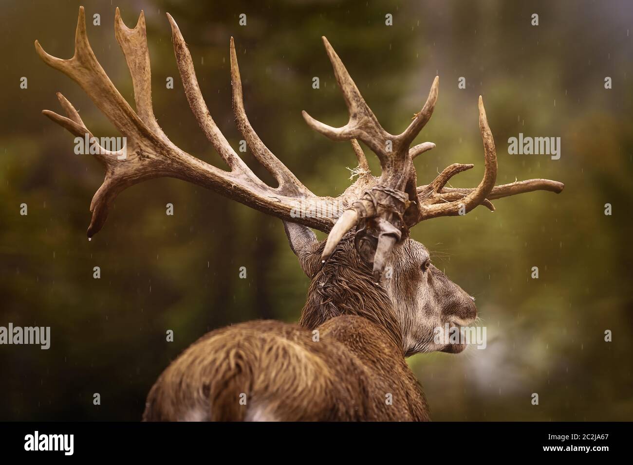 Red Deer Stag Stock Photo - Alamy