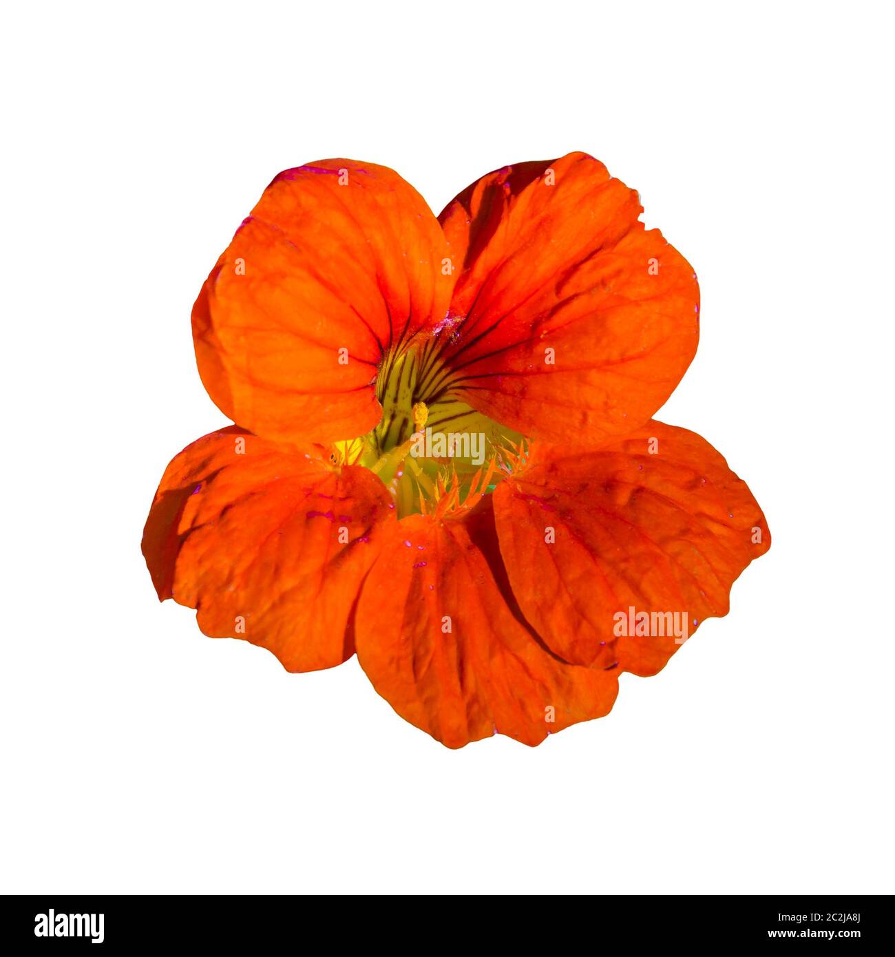 Tropical flower photo Cut Out Stock Images & Pictures - Alamy