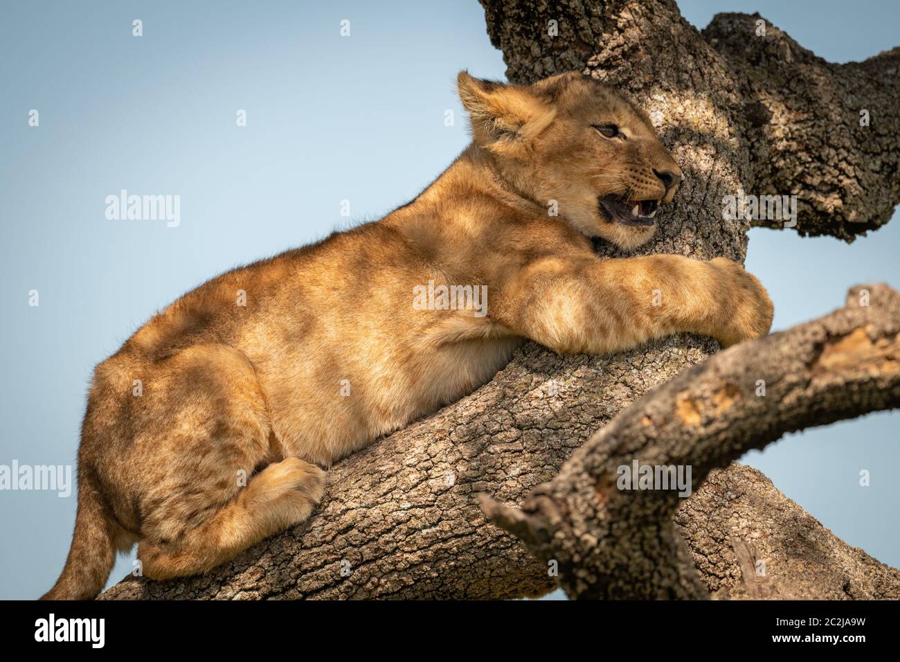 Close-up of lion cub hugging tree branch Stock Photo - Alamy