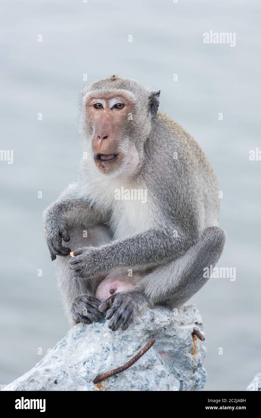Monkey sitting on the rock watching sea of Thailand Stock Photo - Alamy