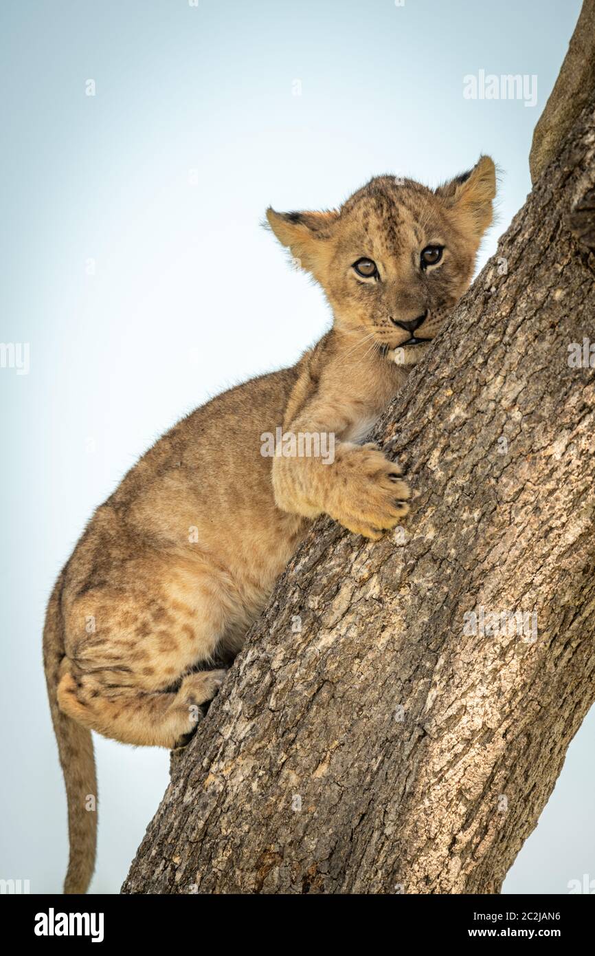 Close-up of lion cub on tree trunk Stock Photo - Alamy