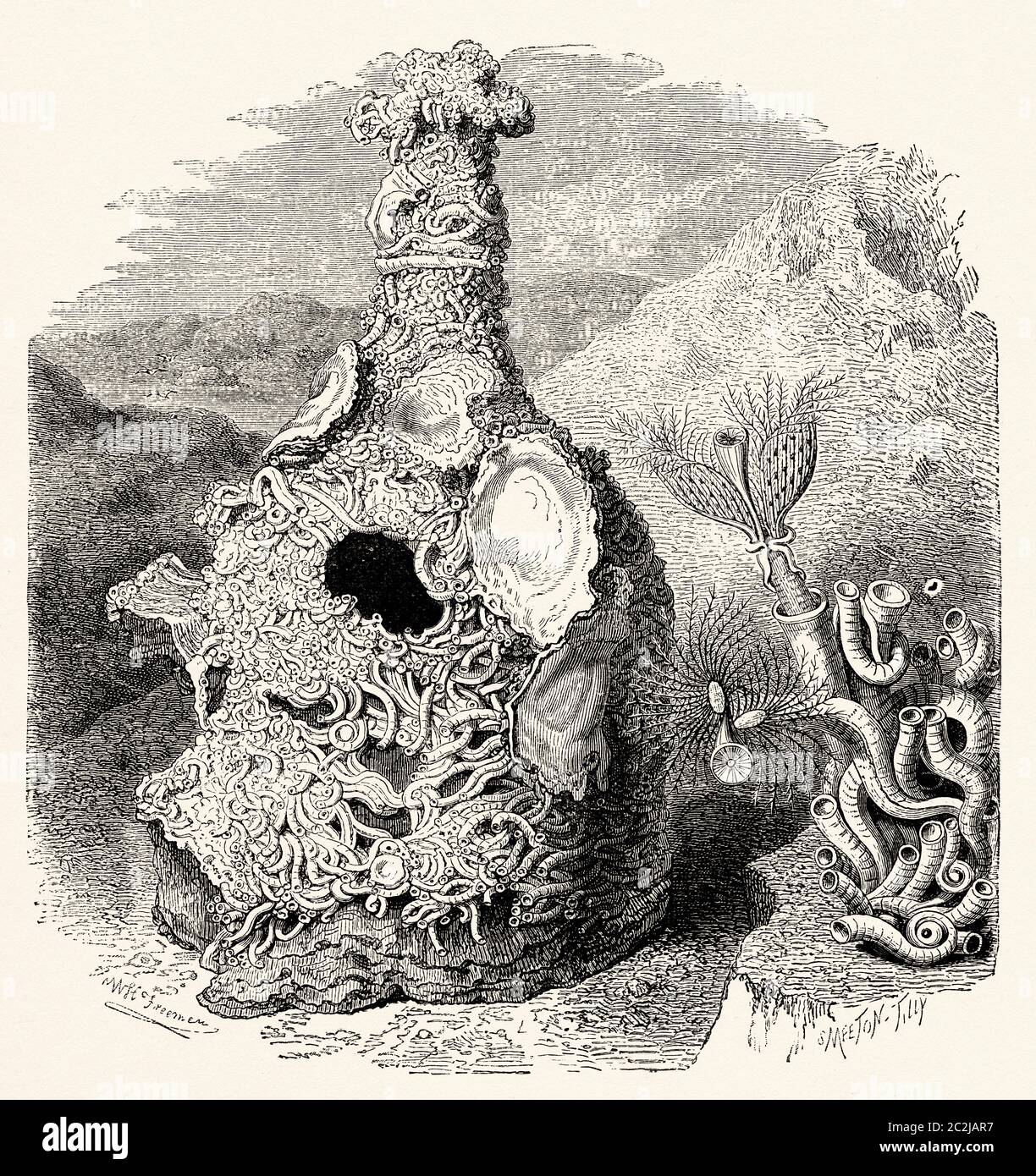 Serpula contortiplicata. Serpula is a genus of sessile, marine annelid ...