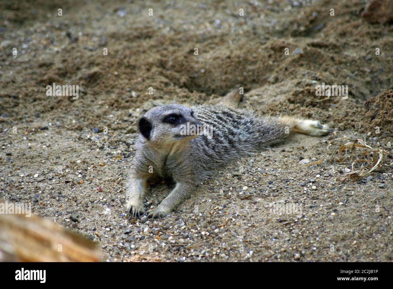 Meerkat lying down on its stomach on sand and looking to the right ...