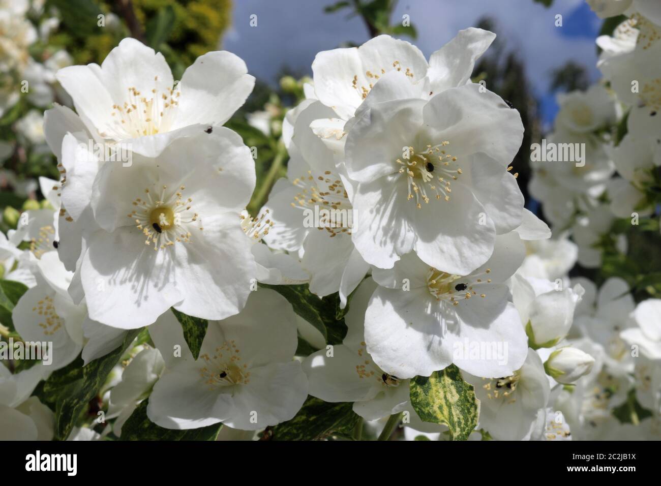 Mock orange (Philadelphus) shrub in full flower with many blooms and ...