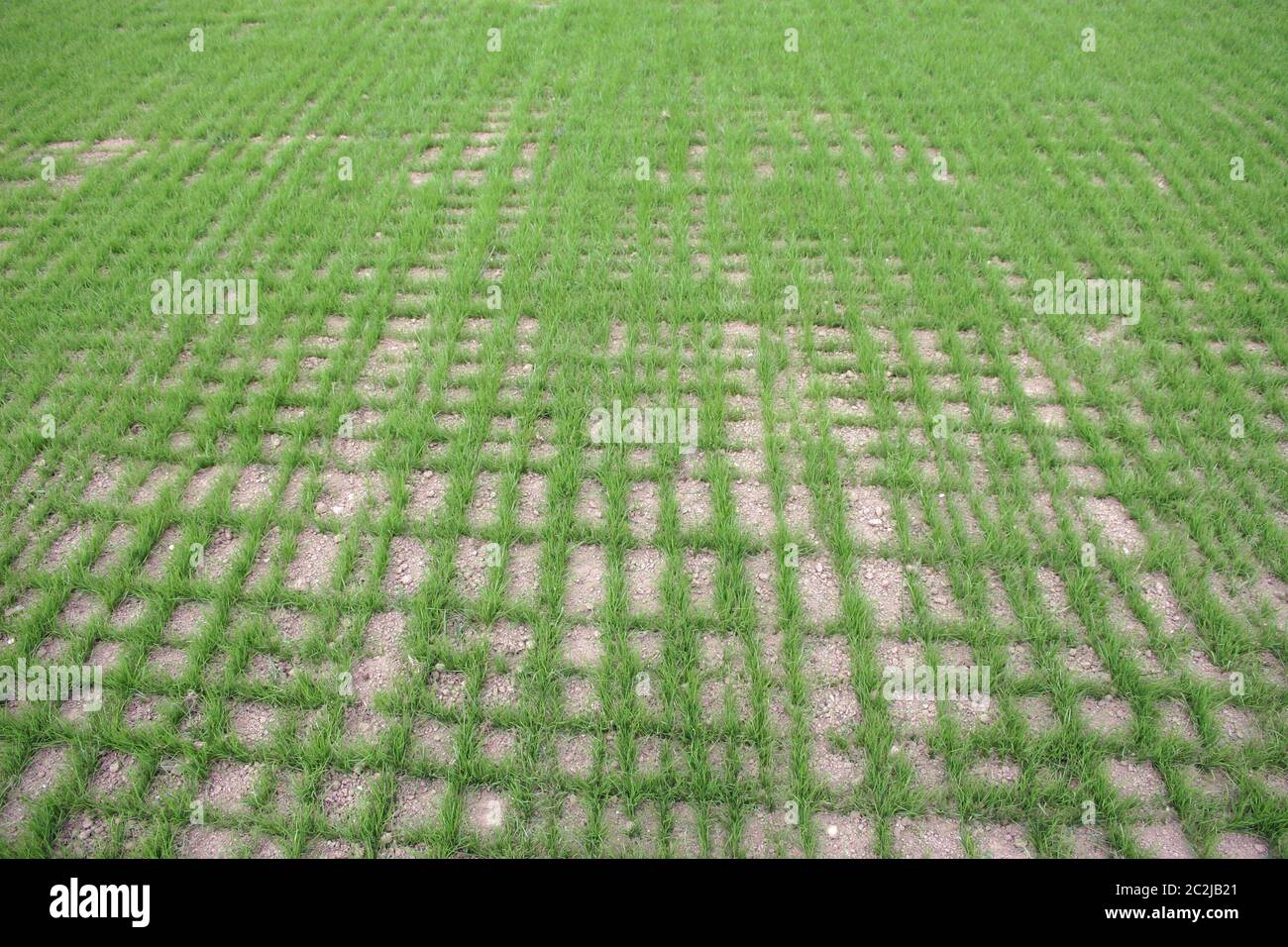 Newly sown grass seed on sports field. Lines are visible where the seed ...