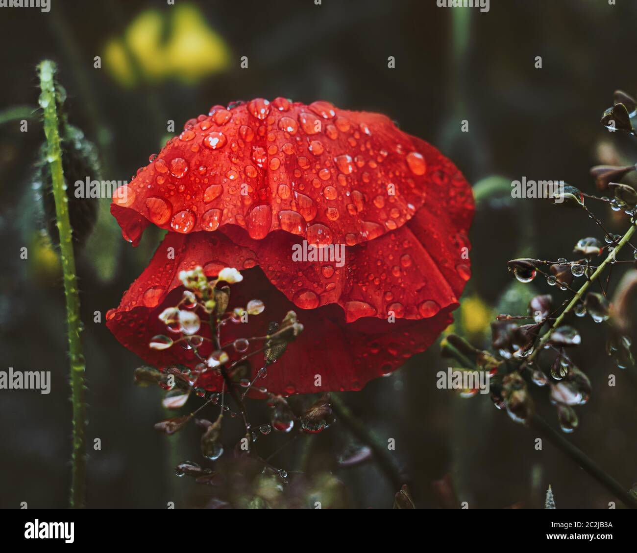 rain drops on poppy flower Stock Photo - Alamy