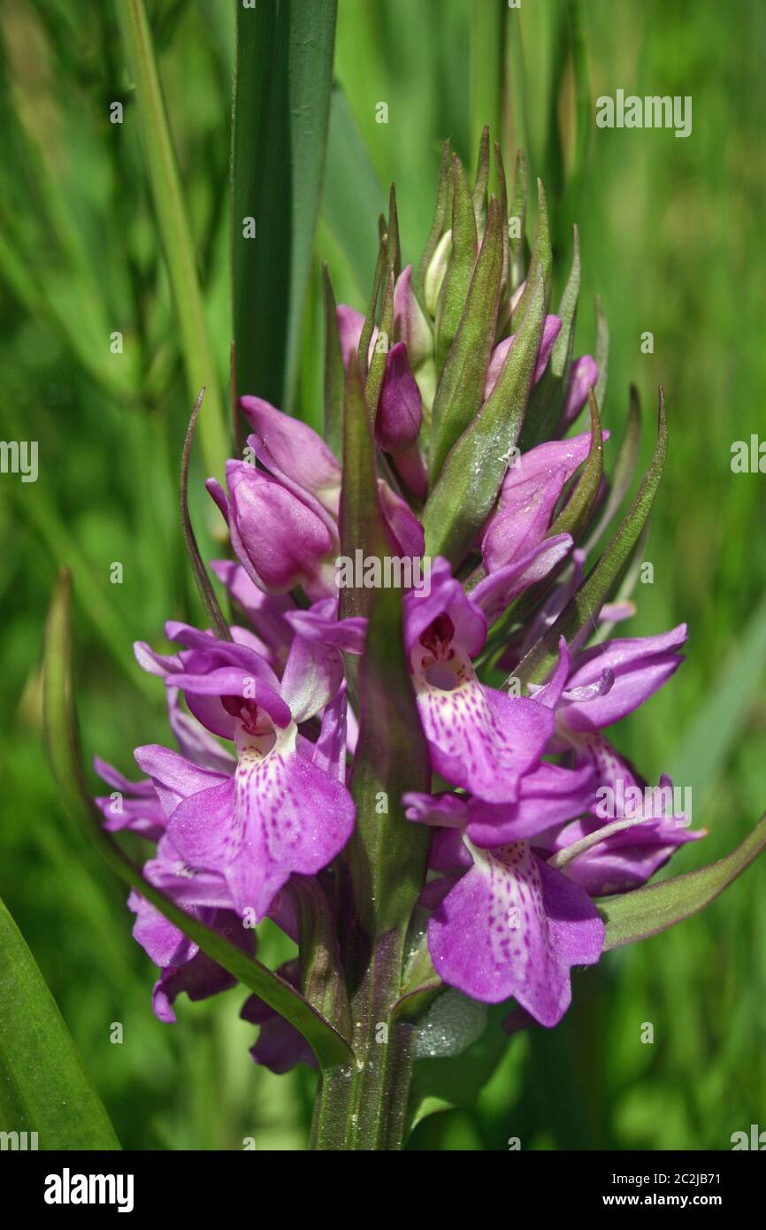 Southern Marsh Background