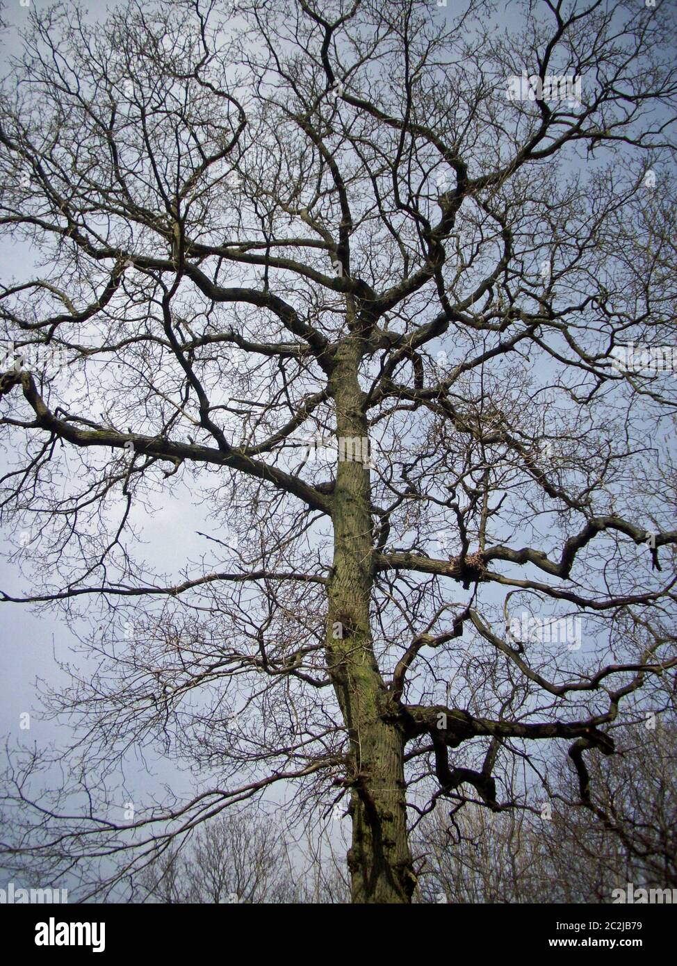 Standard winter oak tree in a coppice set against a blue sky background ...