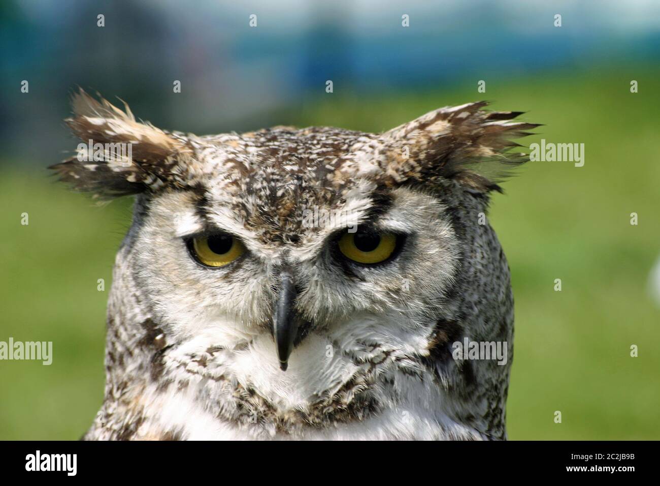Owl with distinctive ear tufts and yellow eyes. This looks like one of ...